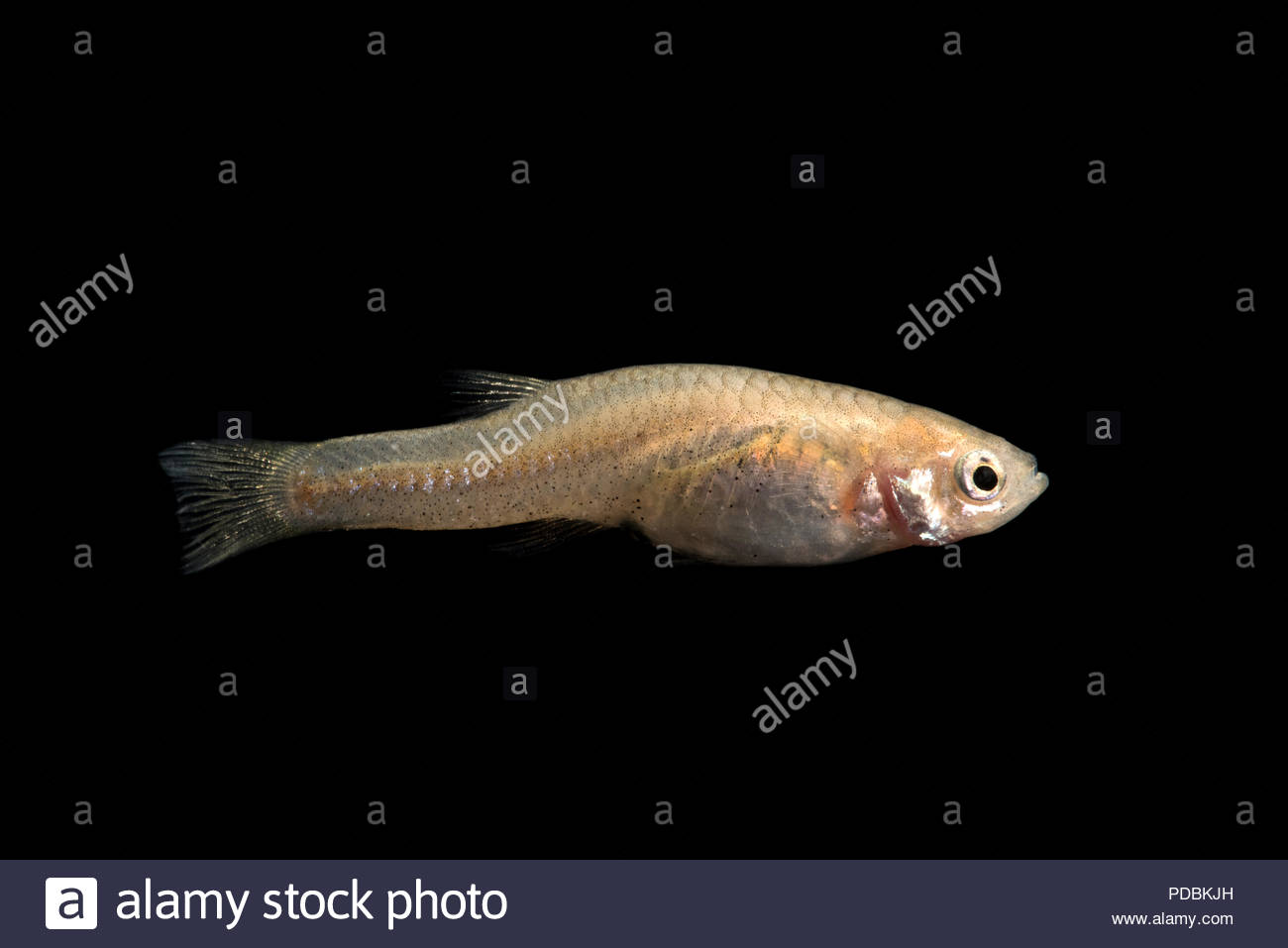 Minnows Stock Photos & Minnows Stock Images - Alamy