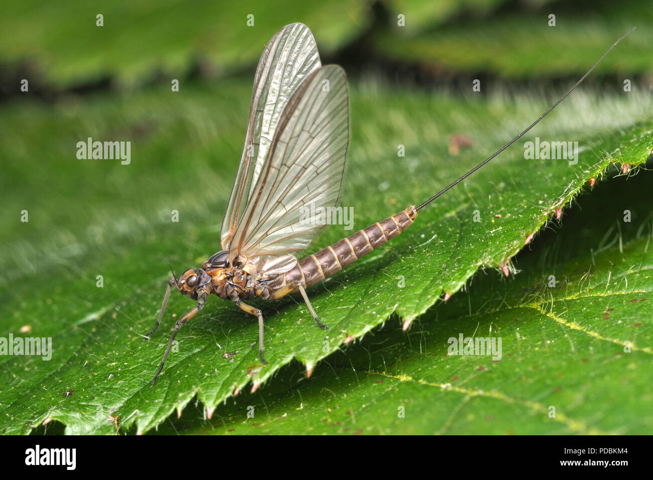 Mayflies hi-res stock photography and images - Alamy