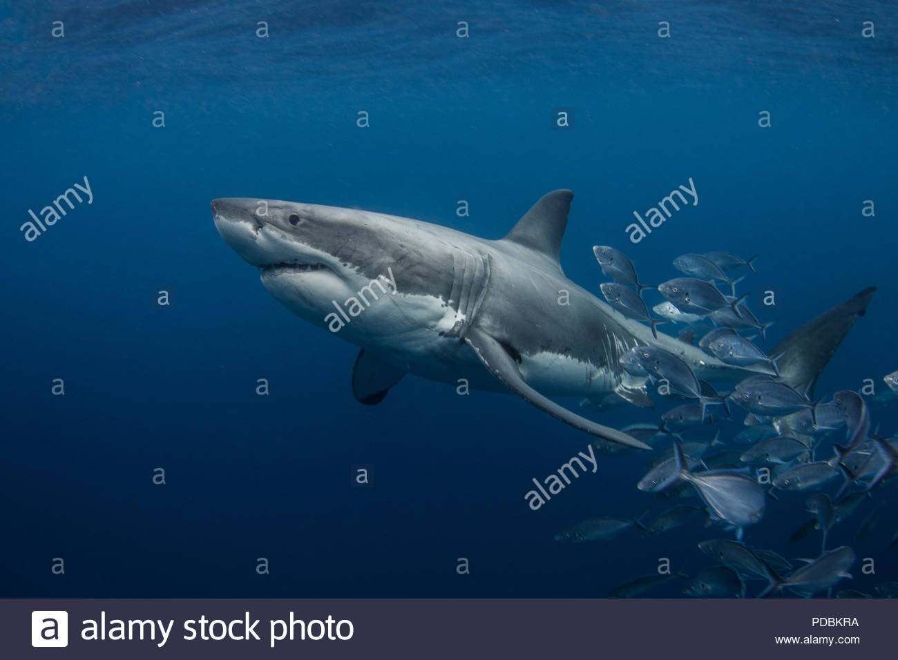 Great White Shark Side View High Resolution Stock Photography and ...