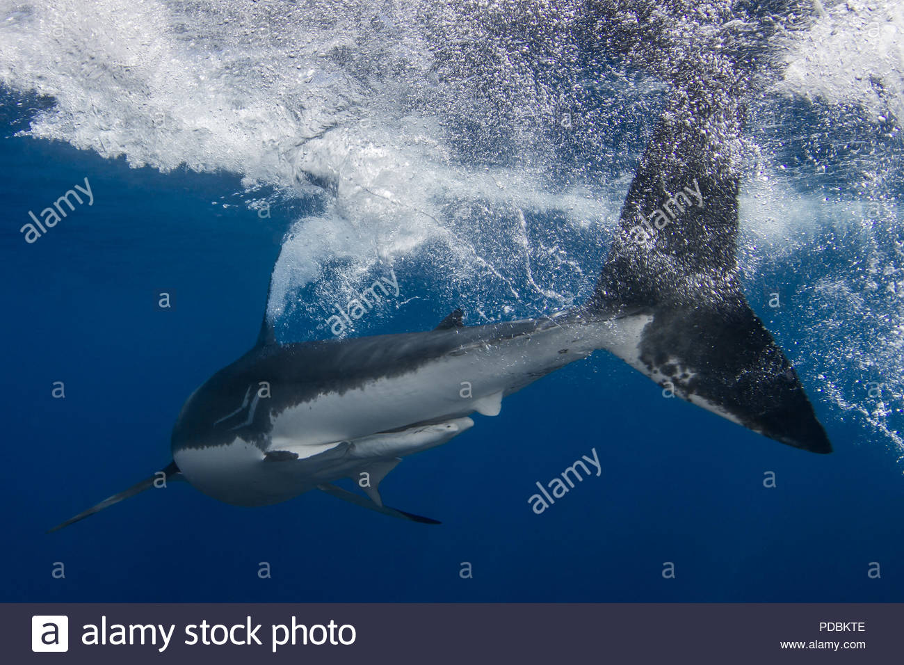 Shark Fin Tail High Resolution Stock Photography and Images - Alamy