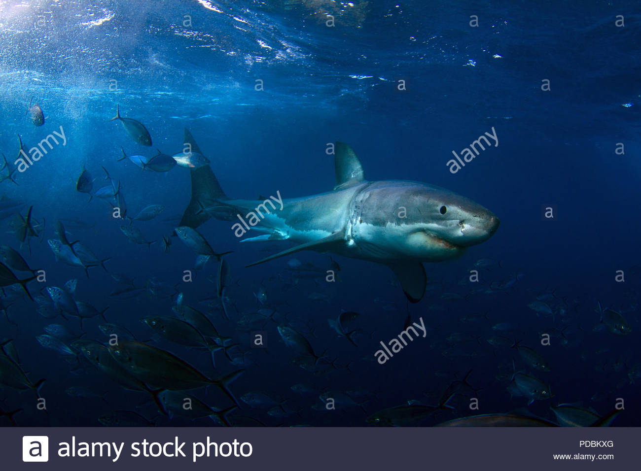 Shark Blood High Resolution Stock Photography and Images - Alamy