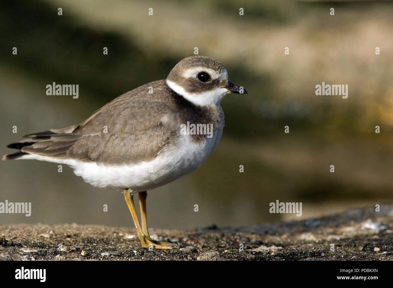 Grand gravelot - Ringed Plover - Charadrius hiaticula Stock Photo - Alamy