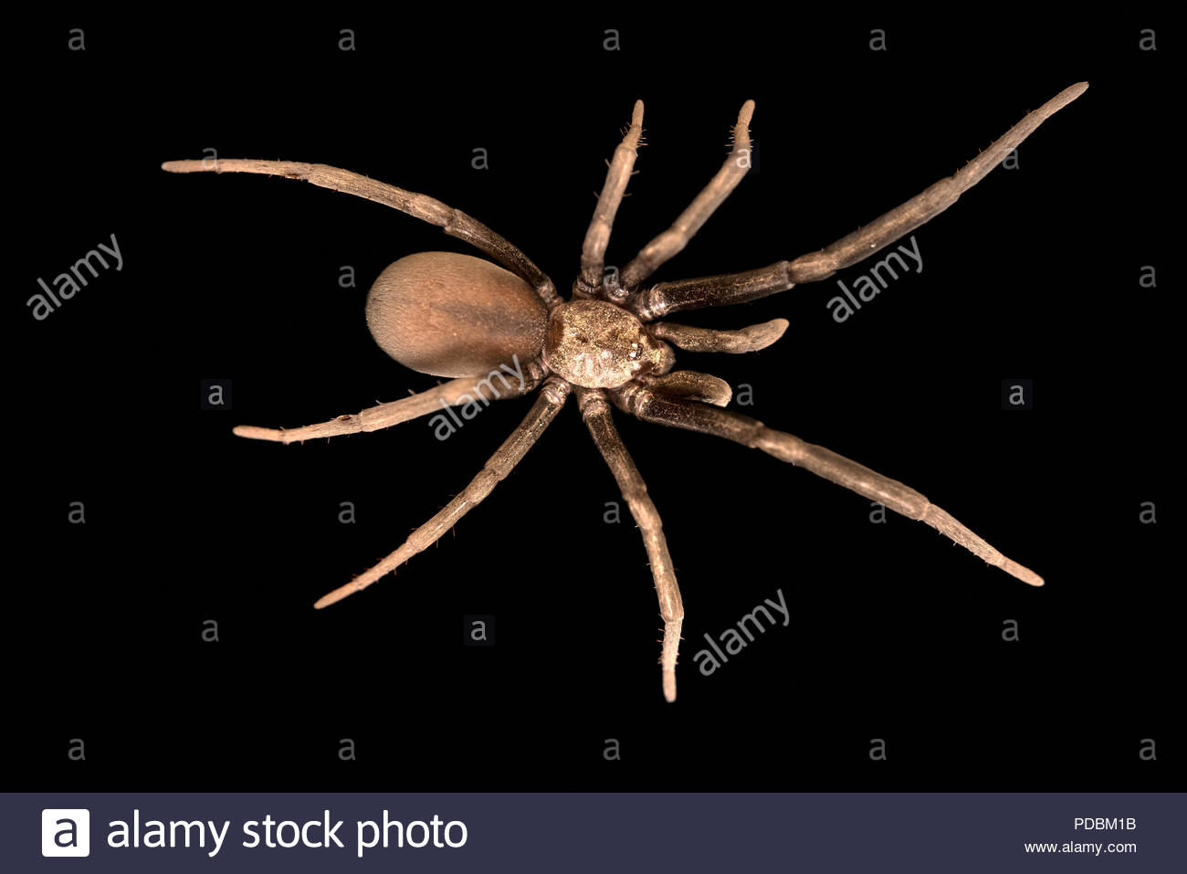 Desert Spider Stock Photos & Desert Spider Stock Images - Alamy