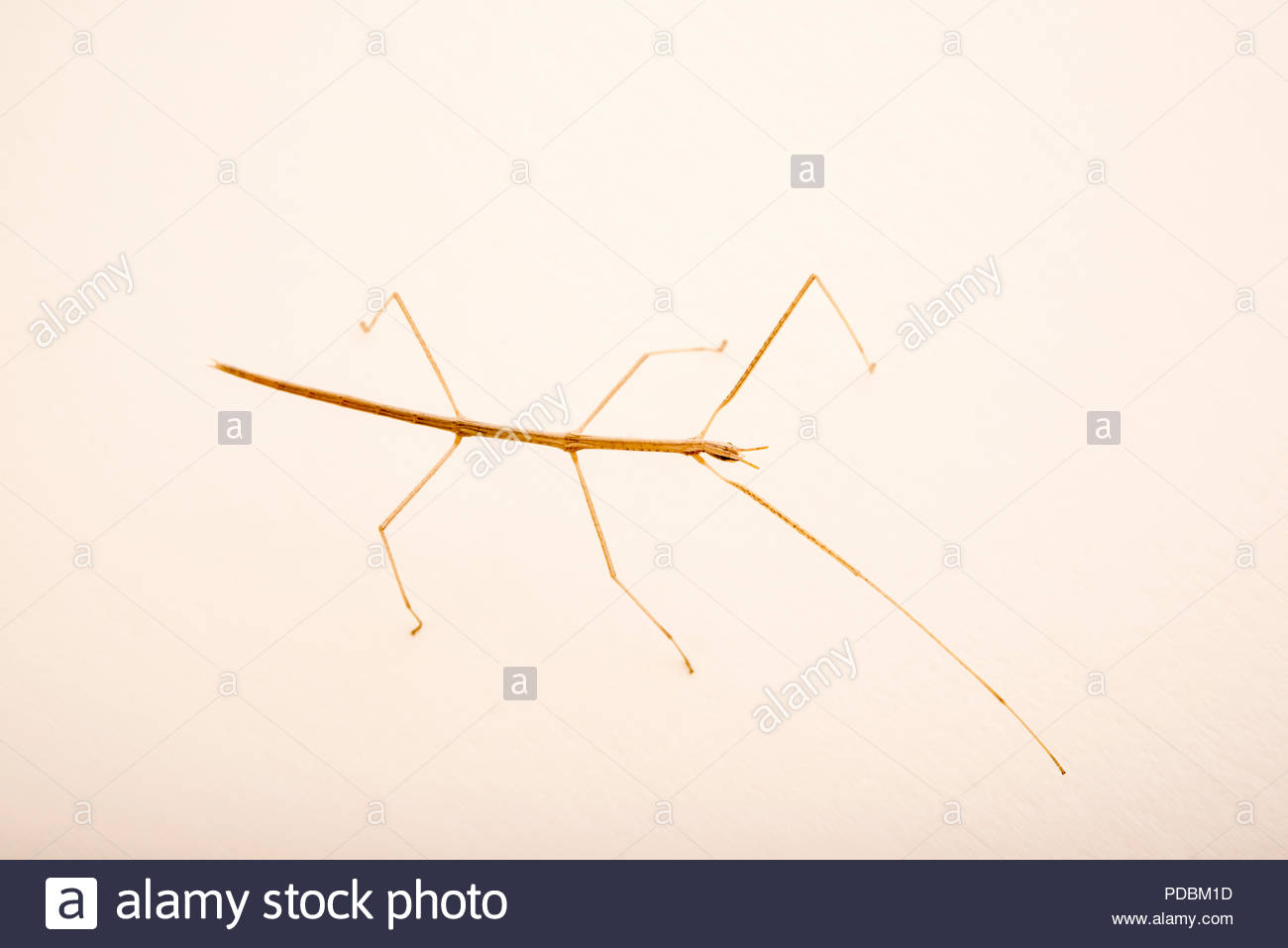 Hesperus Stock Photos & Hesperus Stock Images - Alamy