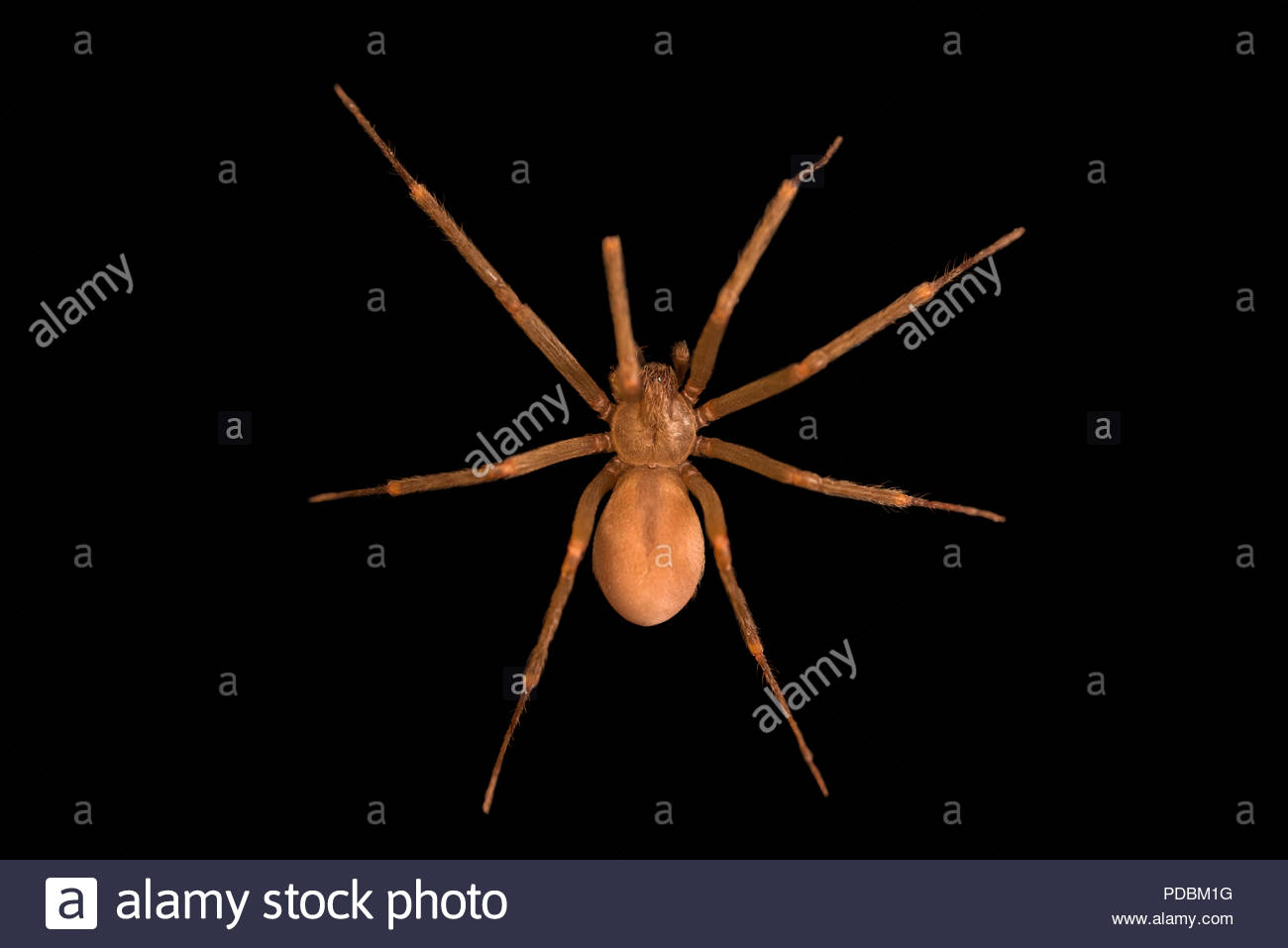 Spiders Of Arizona Stock Photos & Spiders Of Arizona Stock Images - Alamy