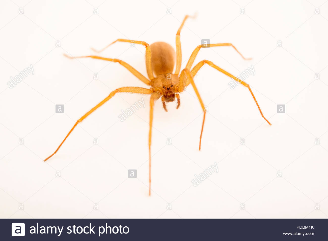 Desert Spider Stock Photos & Desert Spider Stock Images - Alamy
