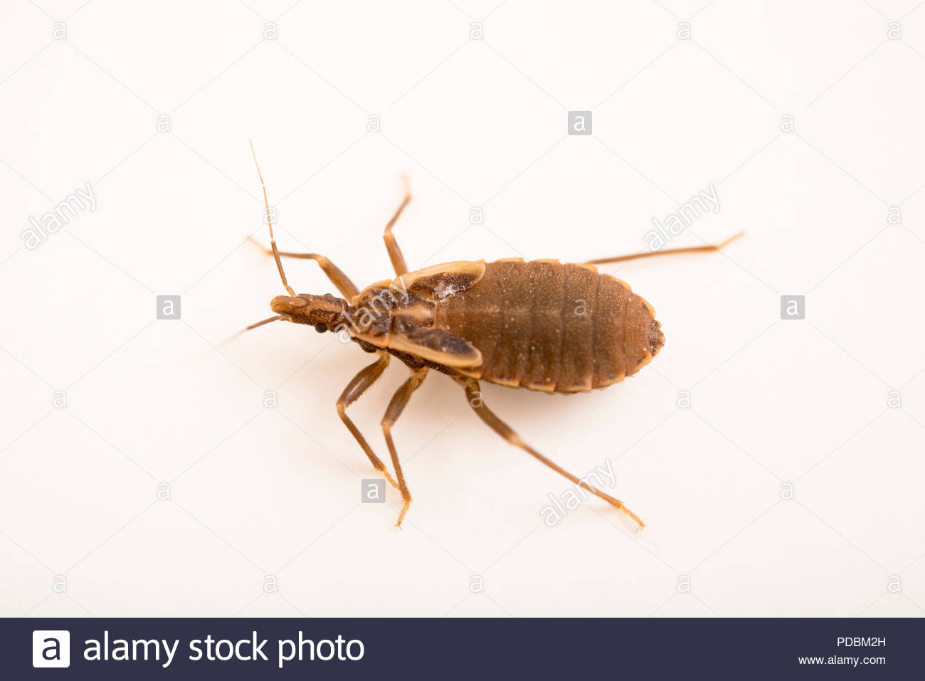 Kissing Bug Stock Photos & Kissing Bug Stock Images - Alamy