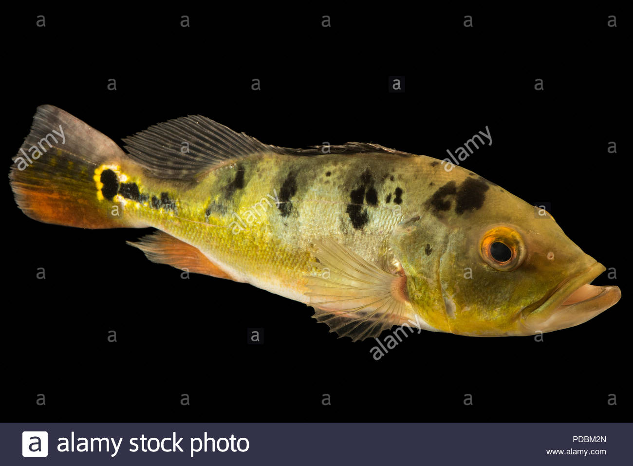 Peacock Bass Stock Photos & Peacock Bass Stock Images - Alamy