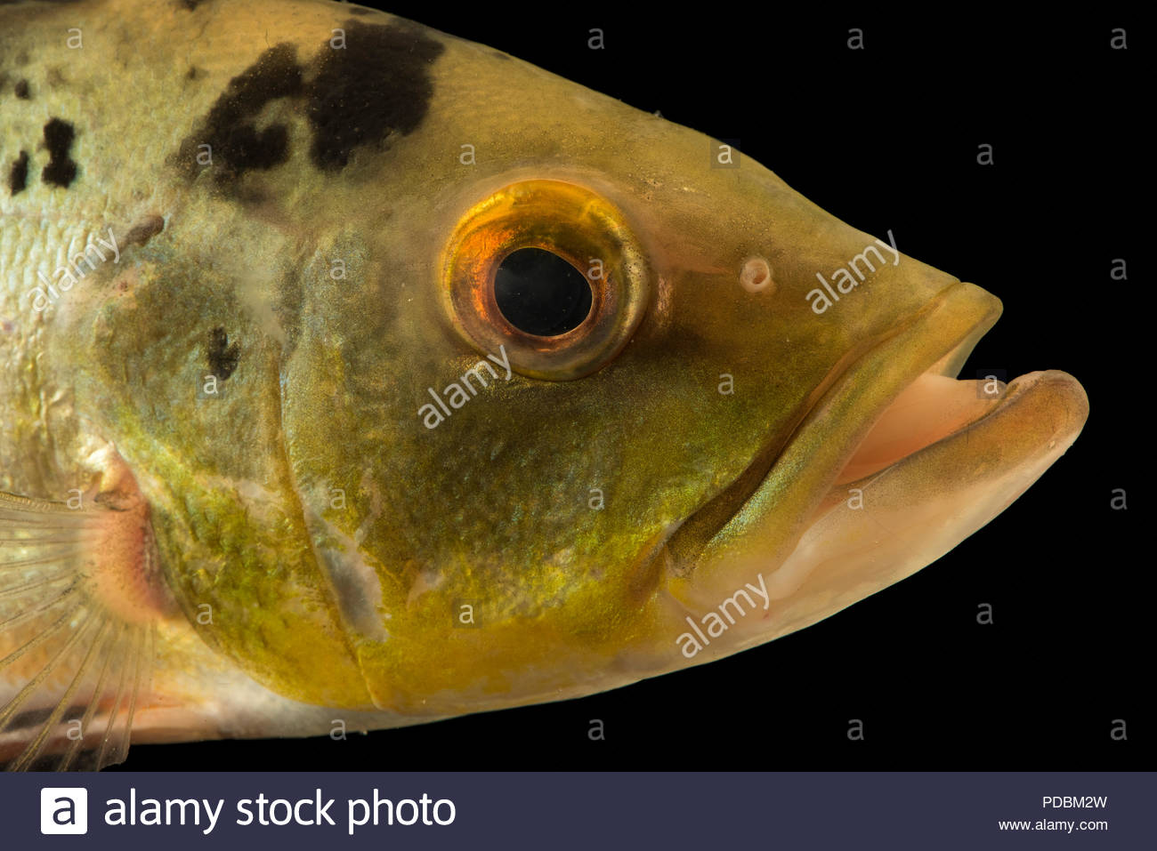 Peacock Bass Stock Photos & Peacock Bass Stock Images - Alamy