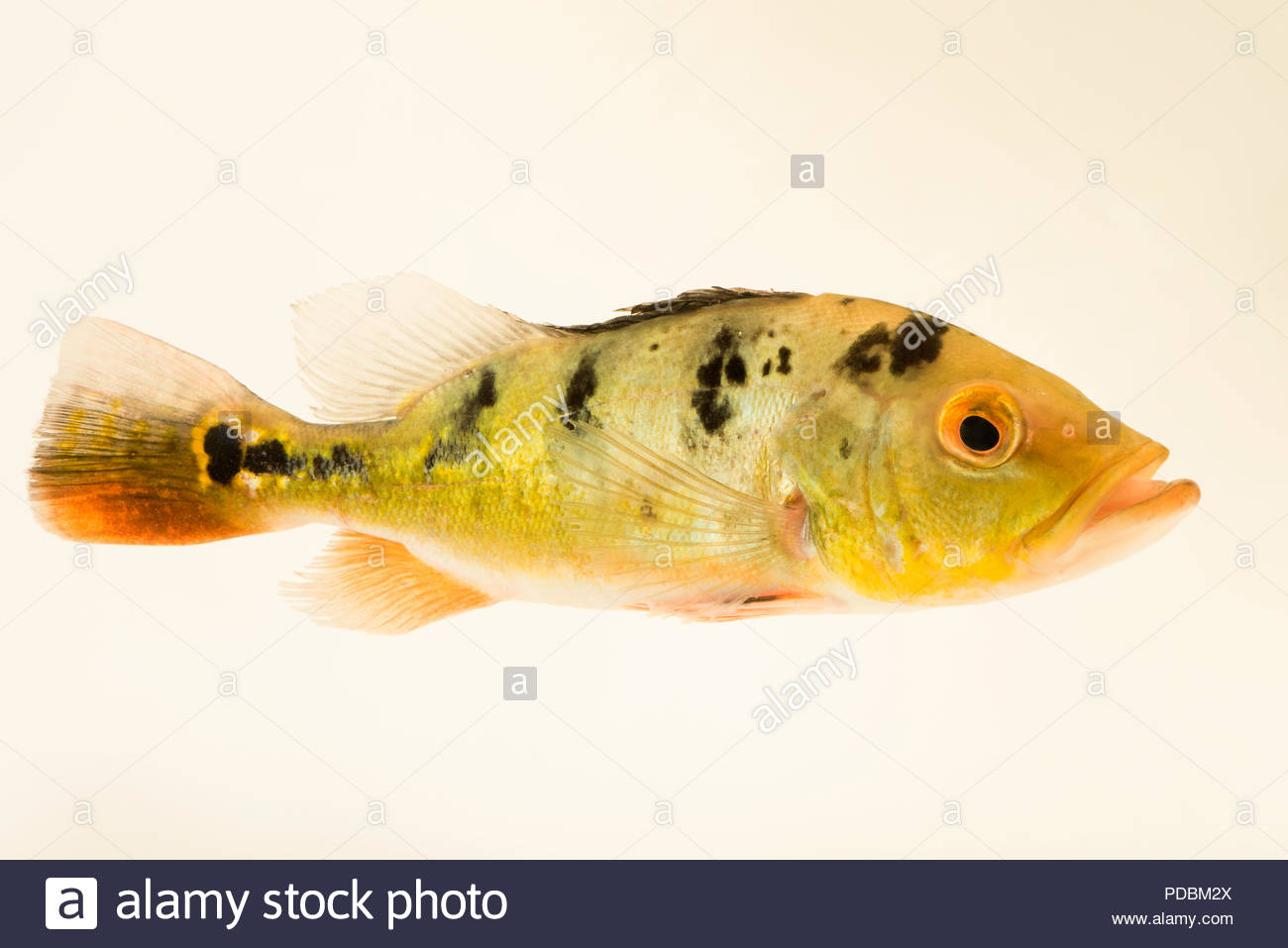 Peacock Bass Stock Photos & Peacock Bass Stock Images - Alamy