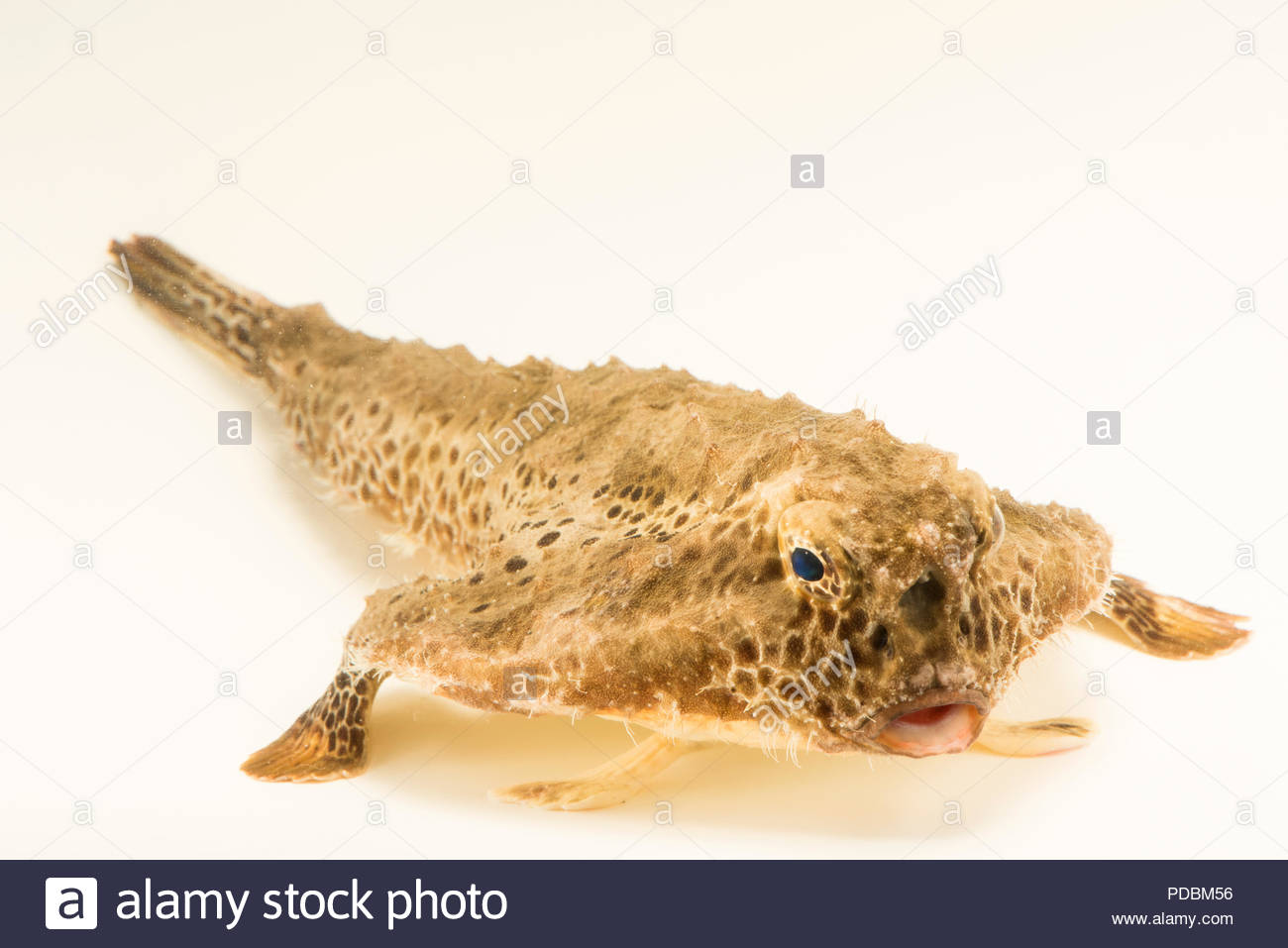 Walking Fish Stock Photos & Walking Fish Stock Images - Alamy