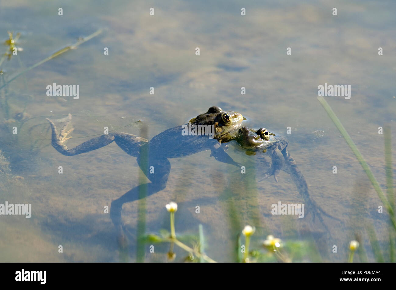 Grenouilles de Lesson - Pool Frogs - Rana lessonae Stock Photo - Alamy