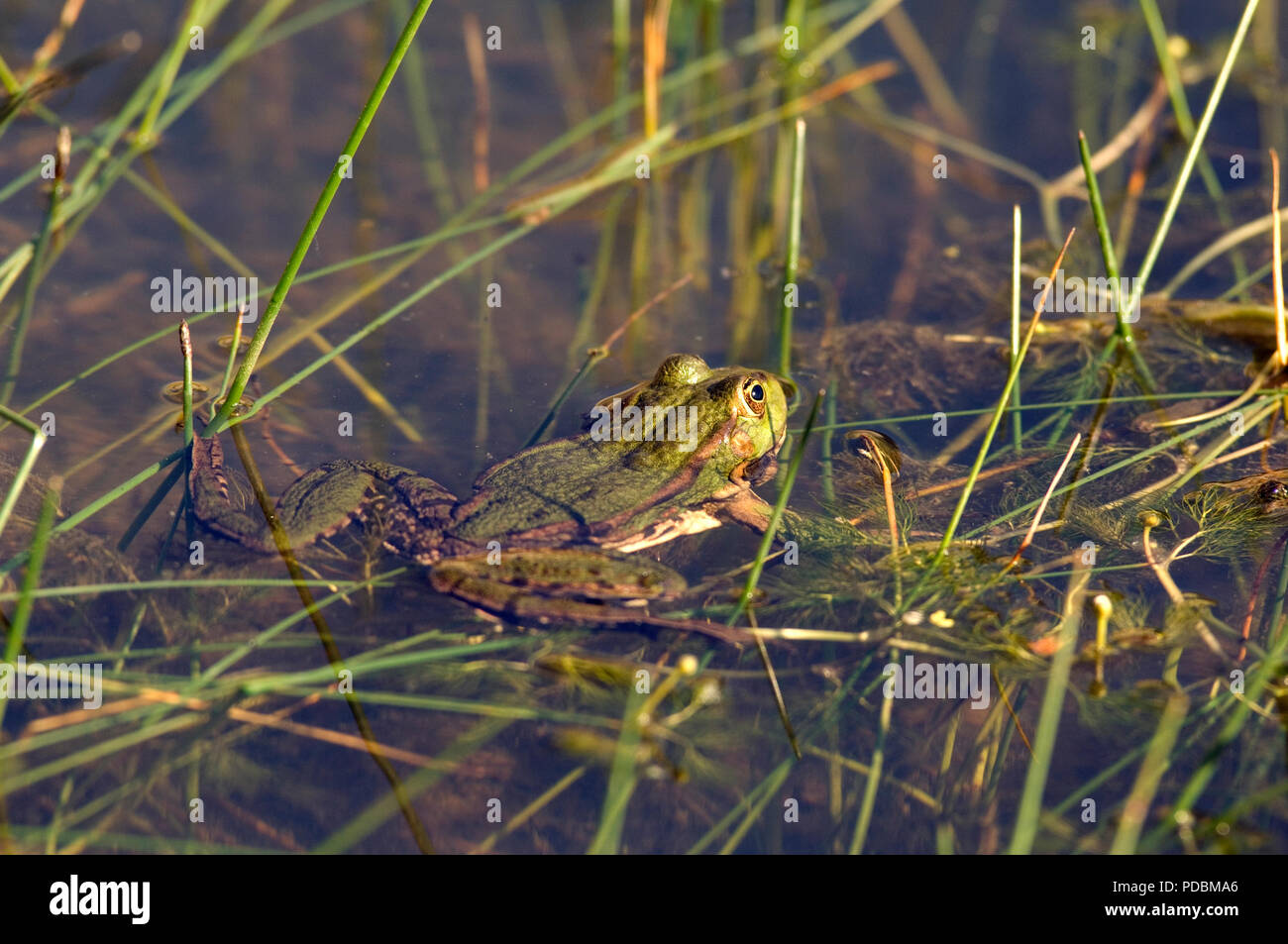 Grenouille de Lesson - Pool Frog - Rana lessonae Stock Photo - Alamy
