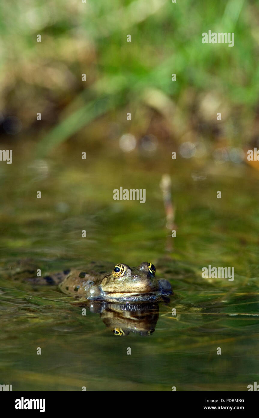 Grenouille de Lesson - Pool Frog - Rana lessonae Stock Photo - Alamy