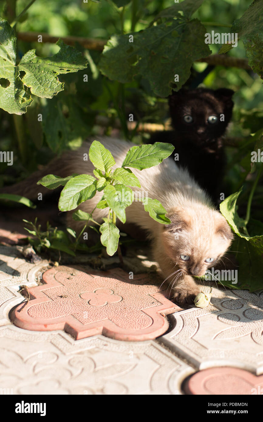 Cute kittens playing garden hi-res stock photography and images - Alamy