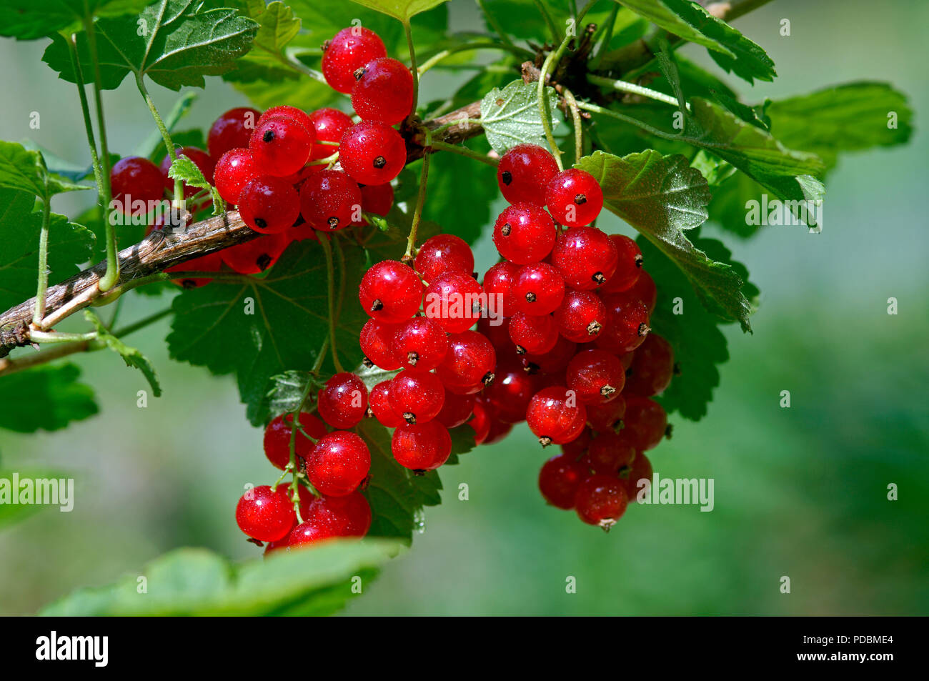 Groseille rouge - Redcurrant - Ribes rubrum Stock Photo - Alamy