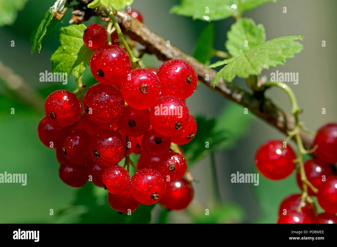 Groseille rouge - Redcurrant - Ribes rubrum Stock Photo - Alamy