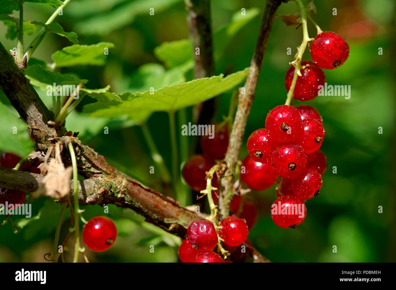 Groseille rouge - Redcurrant - Ribes rubrum Stock Photo - Alamy