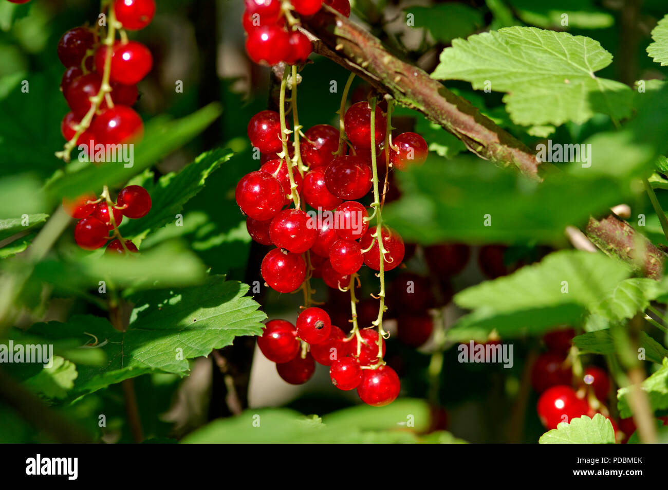 Ribes rubrum groseille hi-res stock photography and images - Alamy