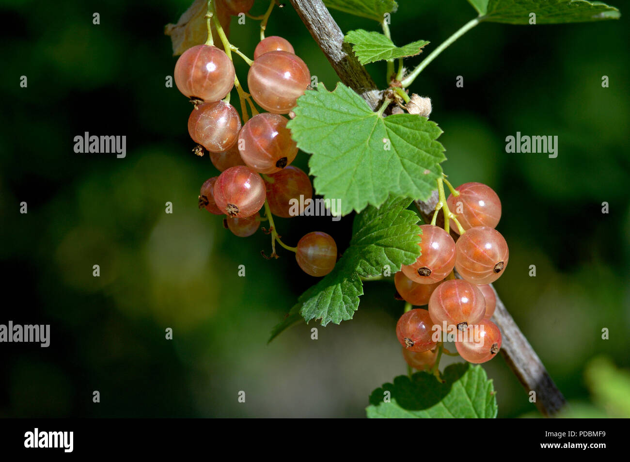 Groseille hi-res stock photography and images - Alamy