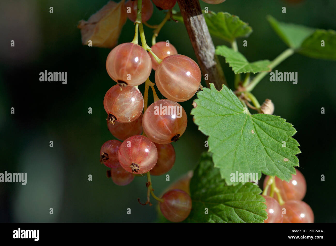 Groseille blanche - White Currant - Ribes rubrum Stock Photo - Alamy