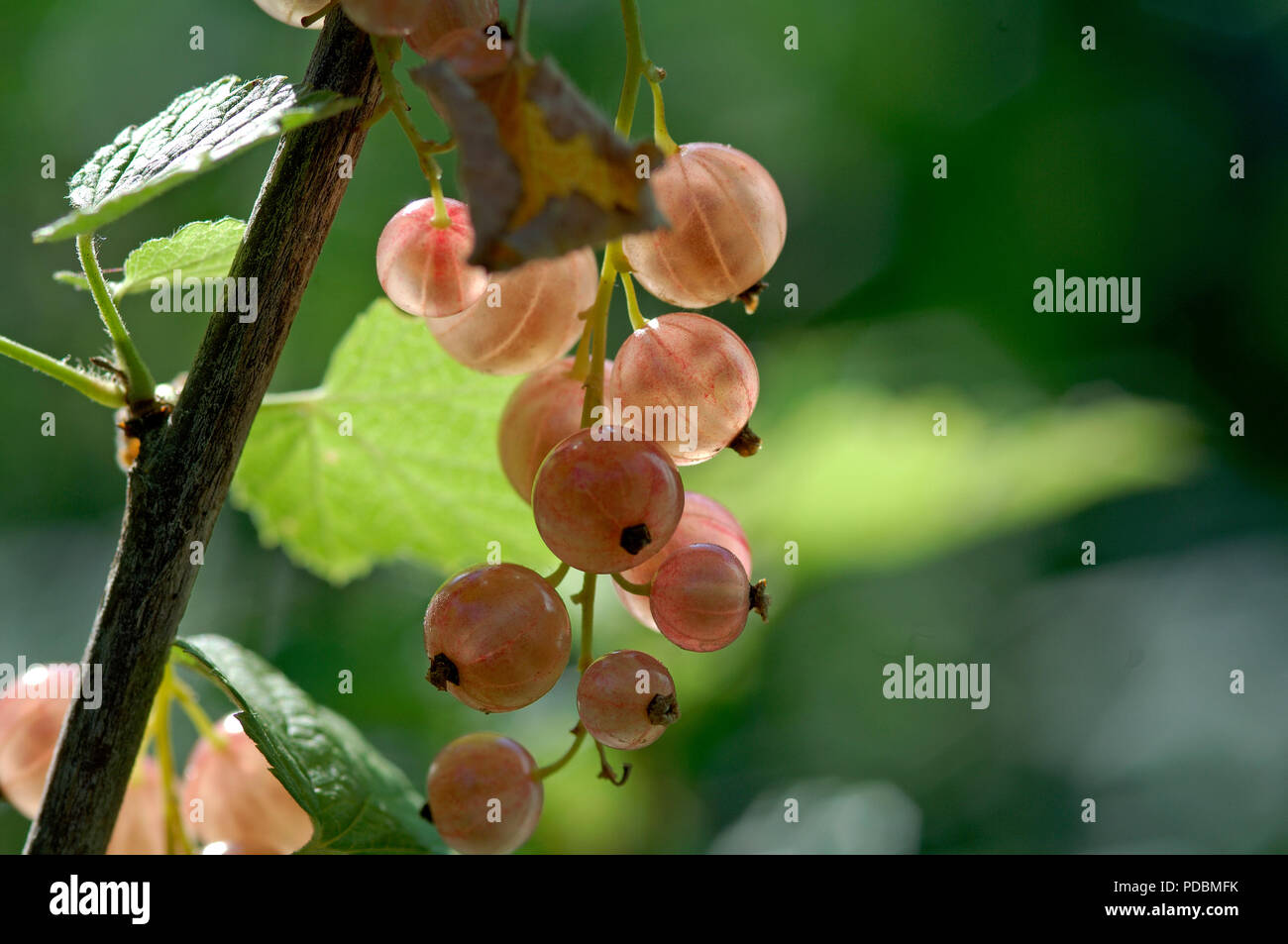 Groseille hi-res stock photography and images - Alamy