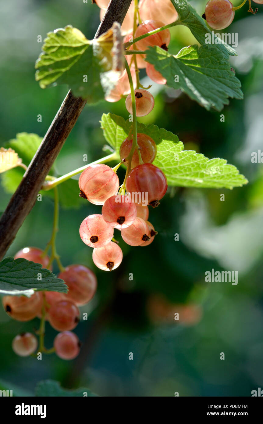 Groseille hi-res stock photography and images - Alamy