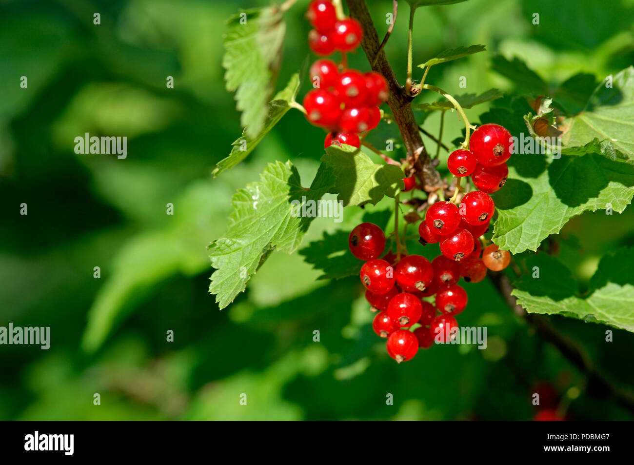 Groseille rouge - Redcurrant - Ribes rubrum Stock Photo - Alamy