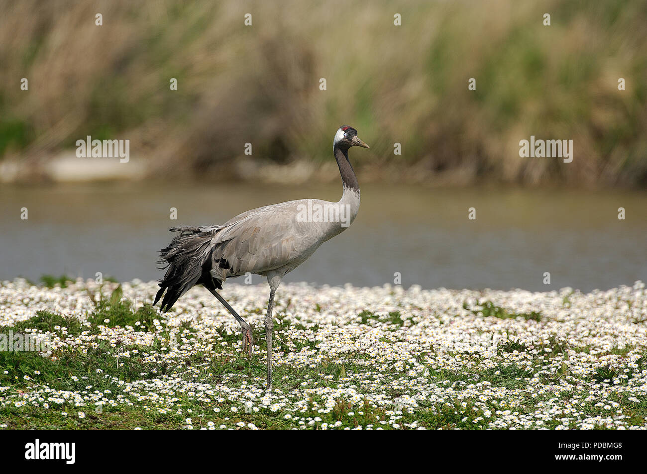 Grue cendrée - Crane - Megalornis grus Stock Photo - Alamy