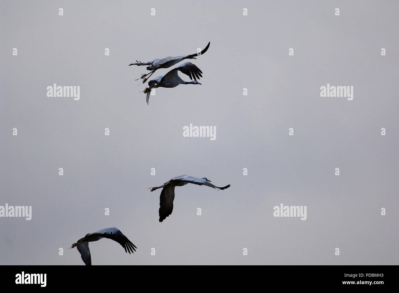 Grues cendrées - vol - Cranes - flight - Megalornis grus Stock Photo ...
