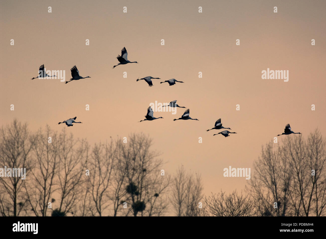Grues cendrées - vol - coucher de soleil - Cranes - flight - sunset ...