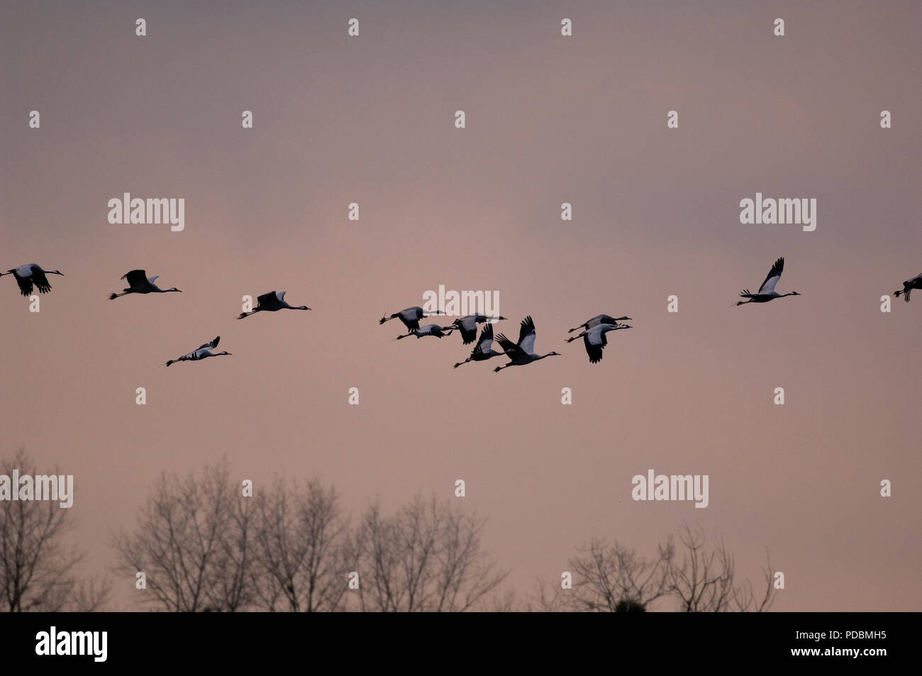 Grues cendrées - vol - coucher de soileil - Cranes - flight - sunset ...
