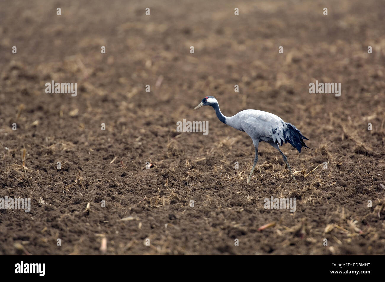 Grue cendrée - Crane - Megalornis grus Stock Photo - Alamy