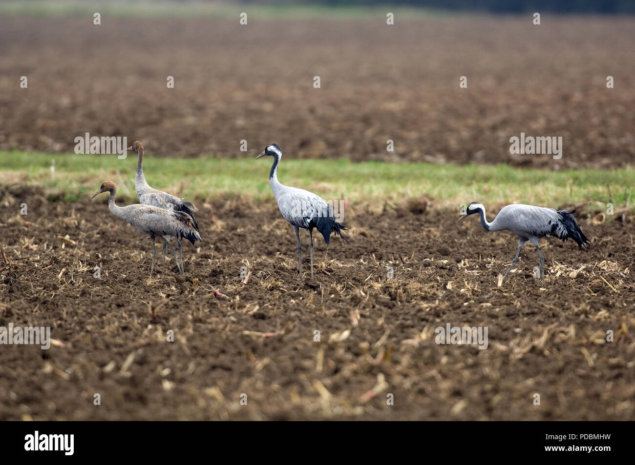 Grue cendrée - adultes et jeunes - Crane - adults and youngs ...