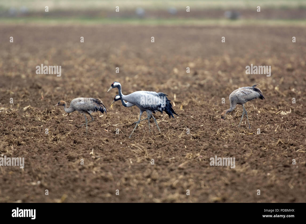 Grue cendrée - adultes et jeunes - Crane - adults and youngs ...