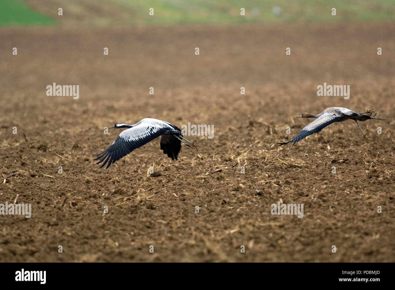 Grue cendrée - adulte et jeune - vol - Crane - adult and young - flight ...