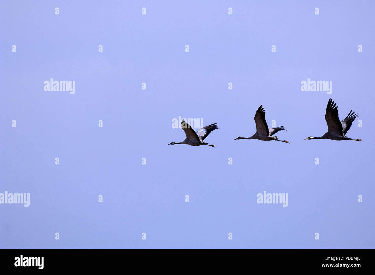 Grue cendrée vol hi-res stock photography and images - Alamy