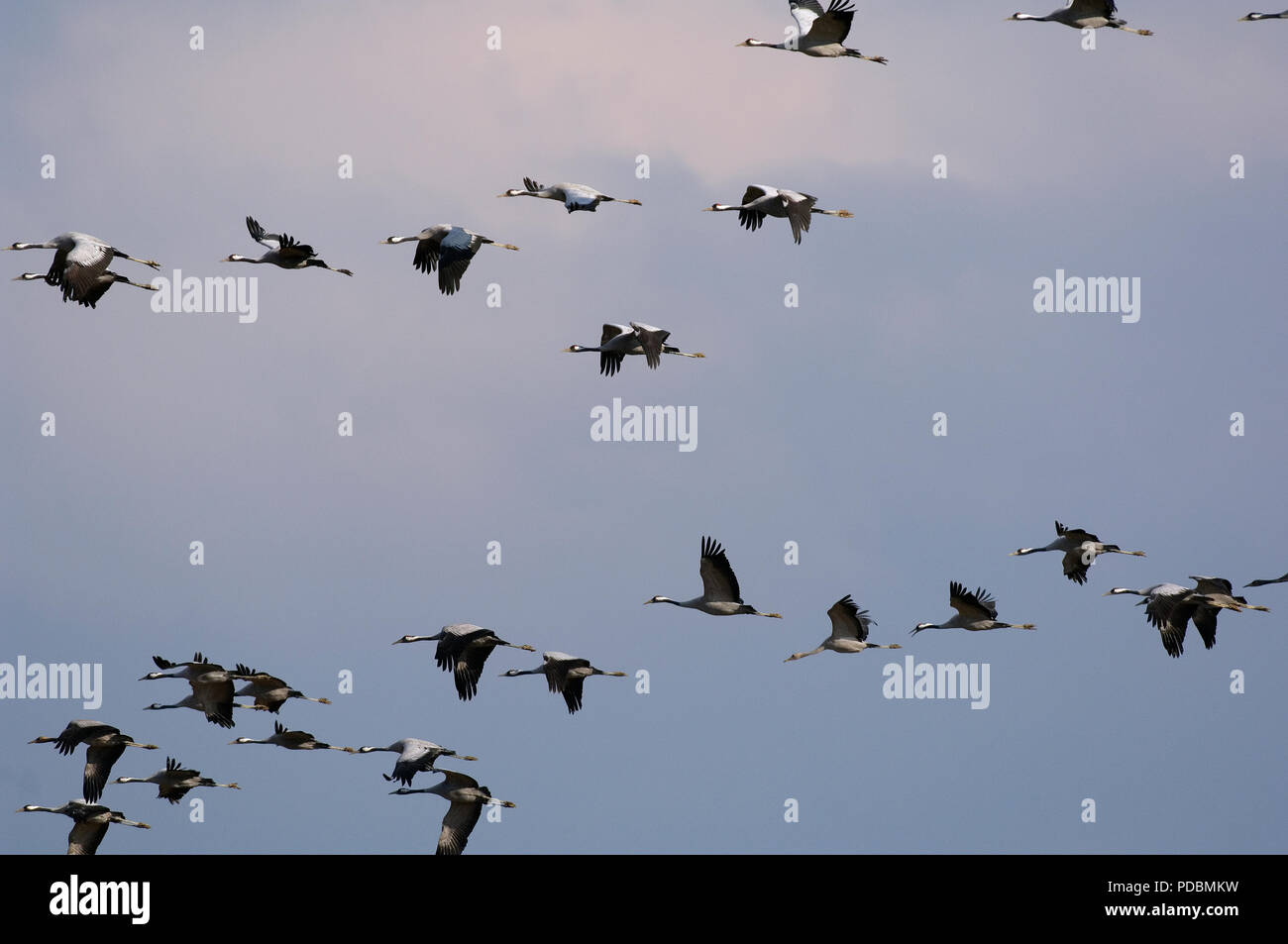 Grues cendrées - vol - Cranes - flight - Megalornis grus Stock Photo ...