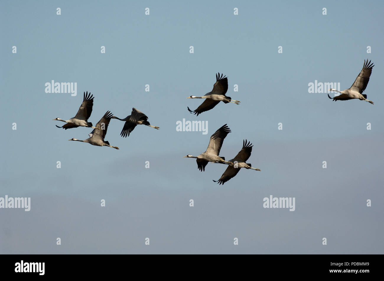 Grues cendrées - vol - Cranes - flight - Megalornis grus Stock Photo ...