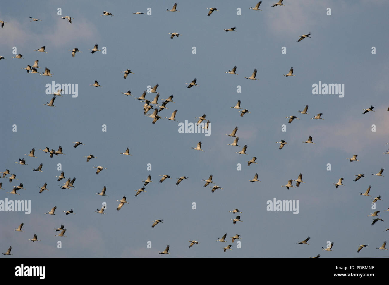 Grues cendrées - vol - Cranes - flight - Megalornis grus Stock Photo ...