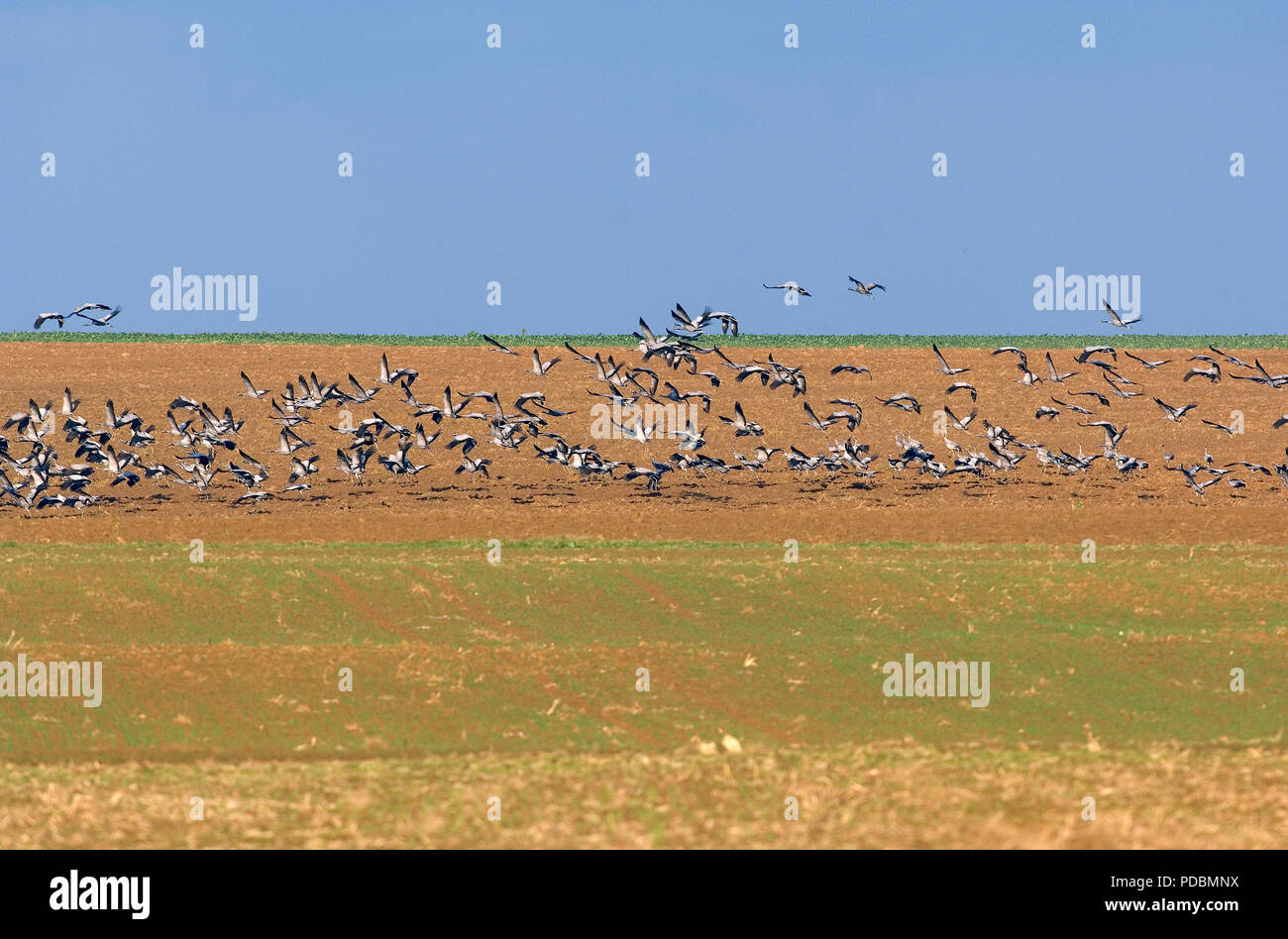 Grues cendrées - envol - Cranes - take off - flight - Megalornis grus ...