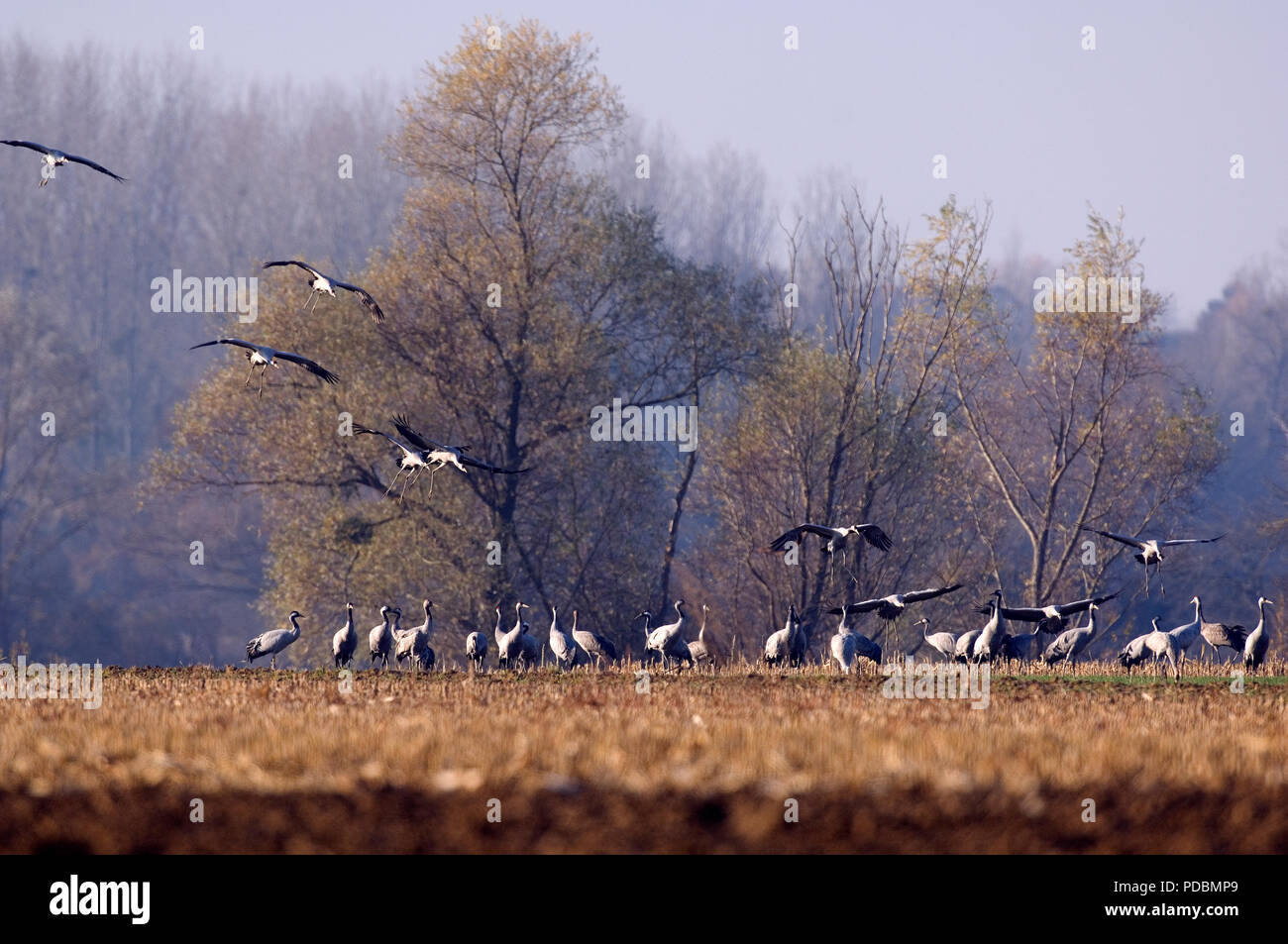 Megalornis hi-res stock photography and images - Alamy
