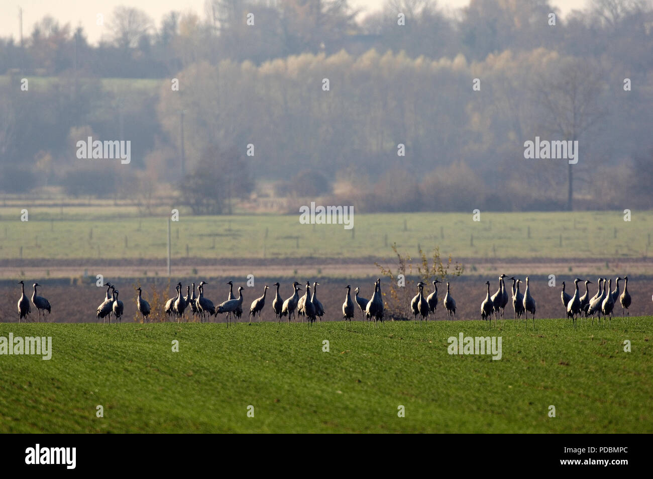 Megalornis hi-res stock photography and images - Alamy