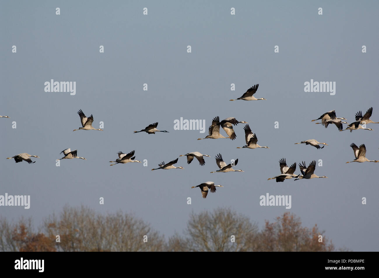 Grues cendrées - vol - Cranes - flight - Megalornis grus Stock Photo ...