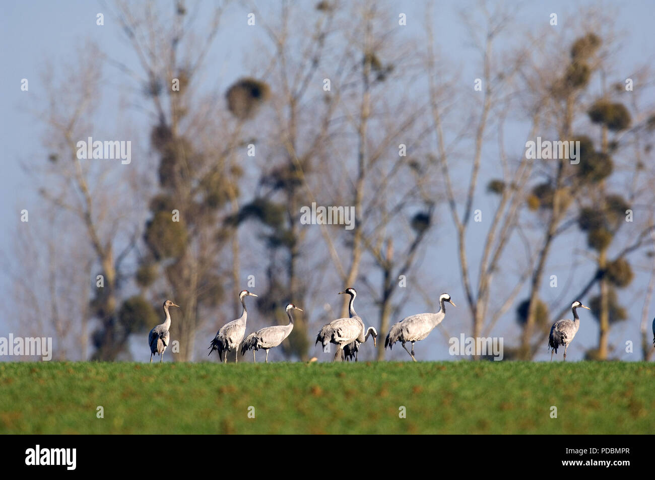 Megalornis hi-res stock photography and images - Alamy