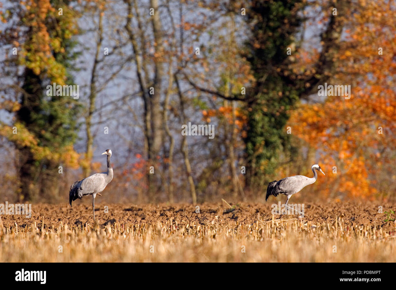 Grue cendrée - couple - Crane - Megalornis grus Stock Photo - Alamy