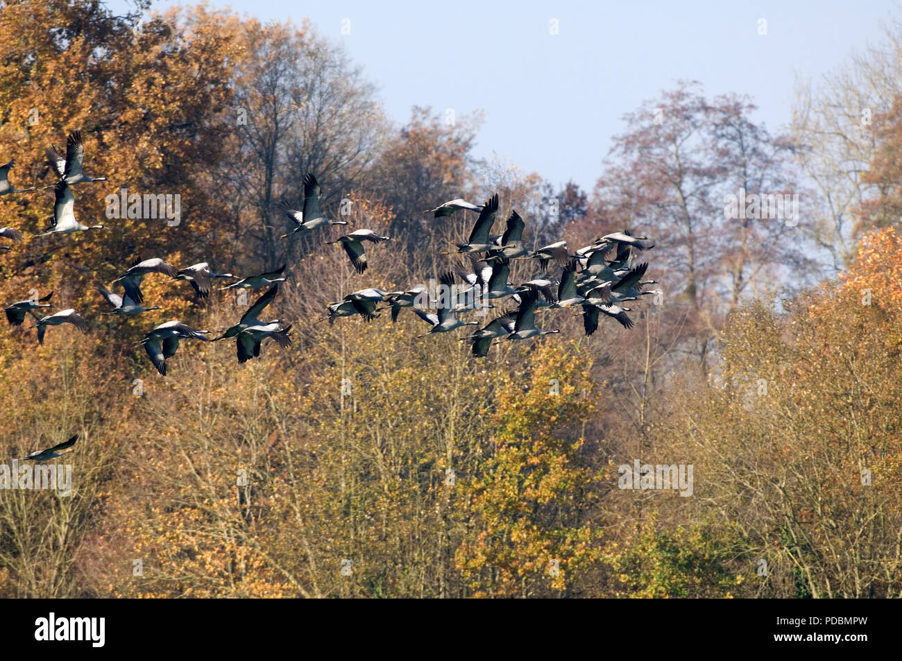 Grues cendrées - vol - Cranes - flight - Megalornis grus Stock Photo ...