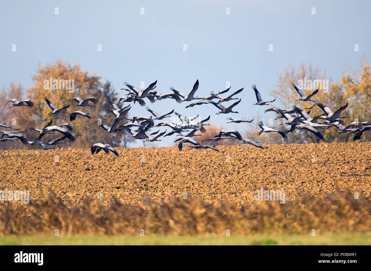 Grues cendrées - vol - Cranes - flight - Megalornis grus Stock Photo ...