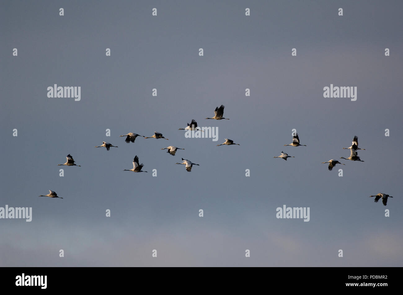Grues cendrées - vol - Cranes - flight - Megalornis grus Stock Photo ...