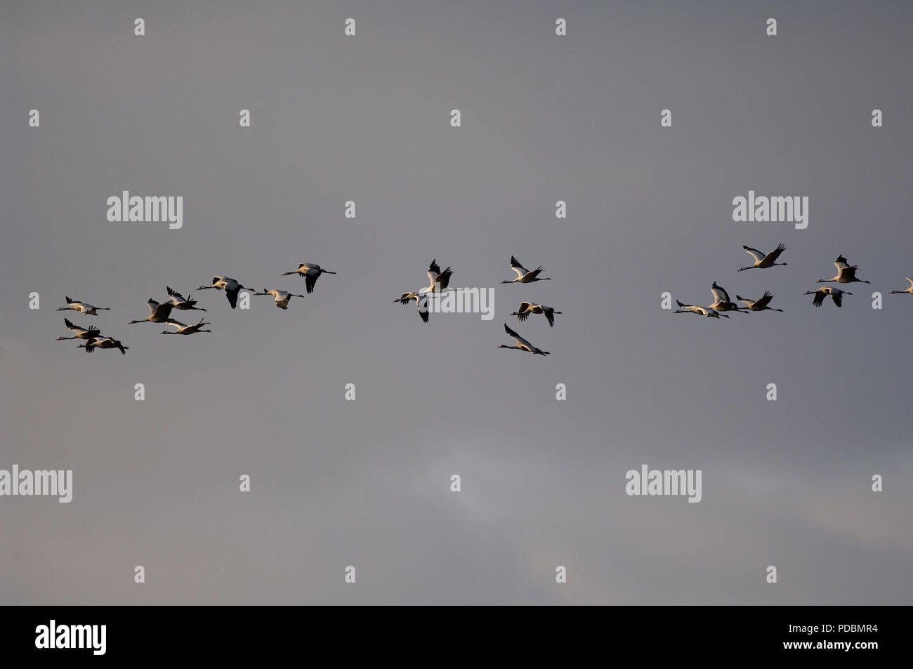 Grues cendrées - vol - Cranes - flight - Megalornis grus Stock Photo ...